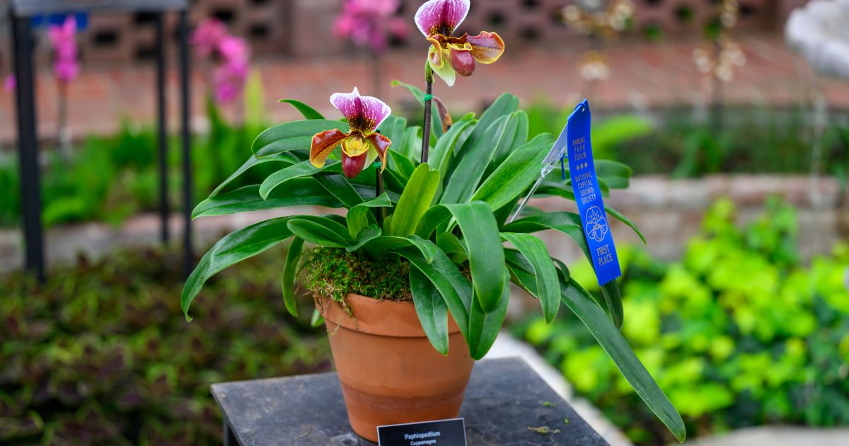 Phipps Orchids Receive National Awards! | Phipps Conservatory and ...