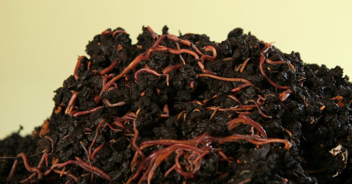 Wonderful Worms | Phipps Conservatory and Botanical Gardens | Pittsburgh PA