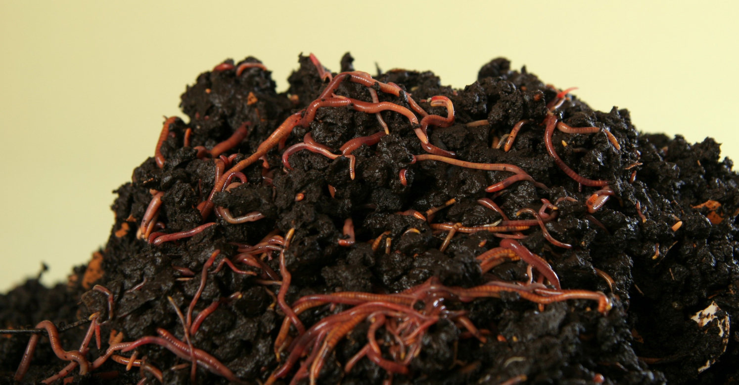 Wonderful Worms | Phipps Conservatory and Botanical Gardens | Pittsburgh PA