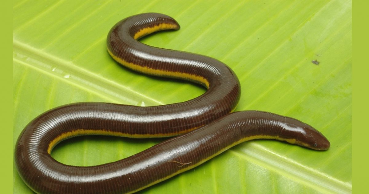 #bioPGH Blog: Amphibian Development, Part Three – Caecilians | Phipps ...