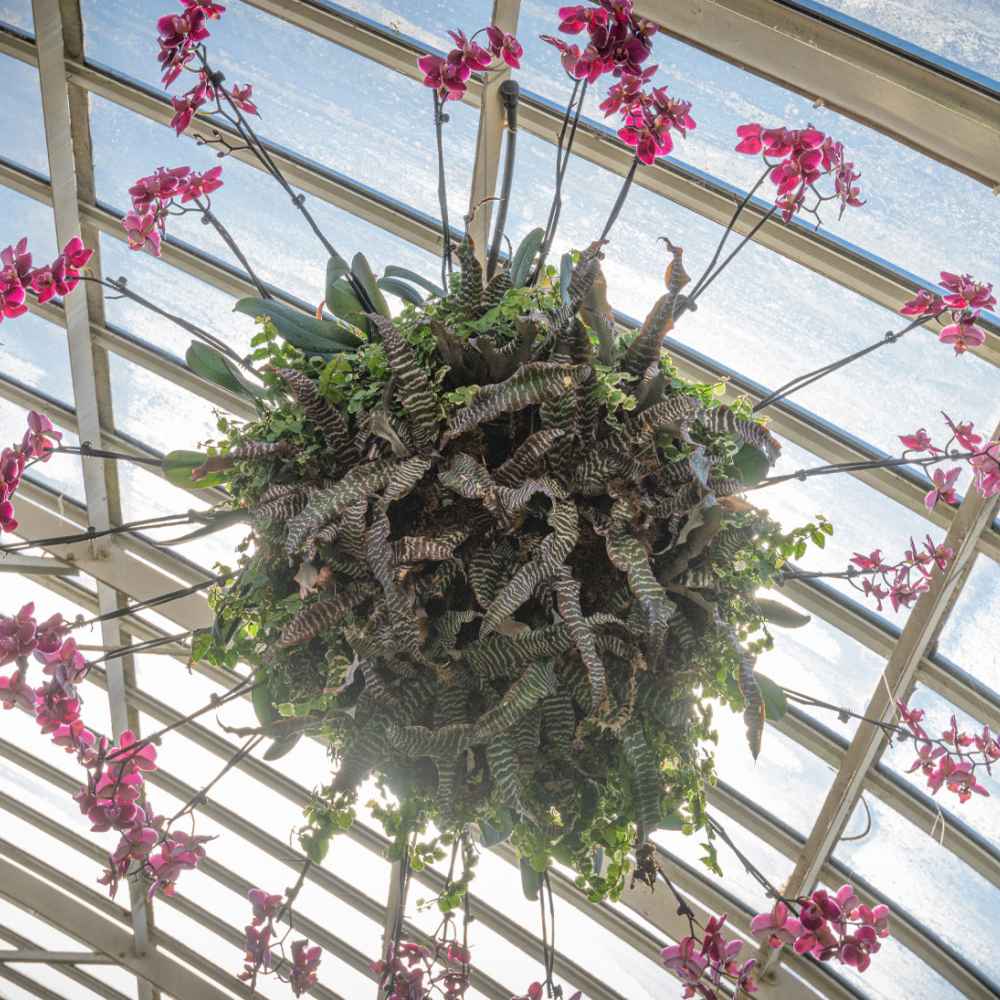 Blog | Phipps Conservatory and Botanical Gardens | Pittsburgh PA