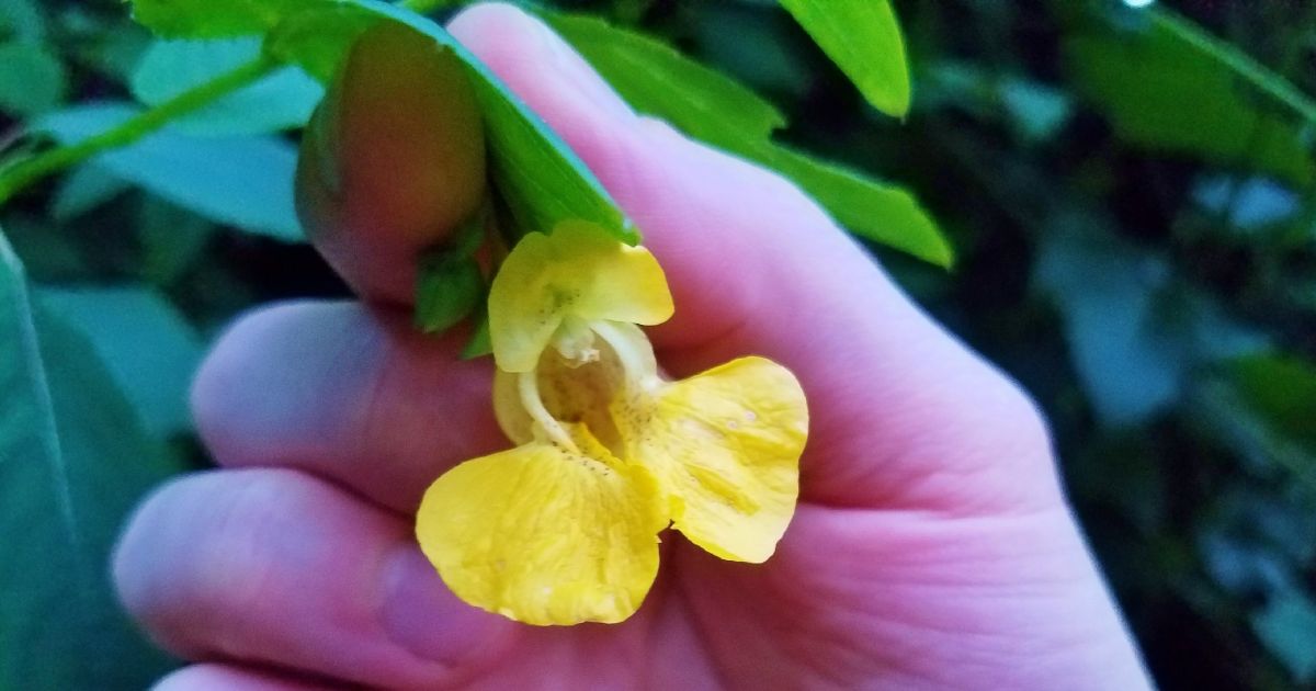 #bioPGH Blog: Jewelweed | Phipps Conservatory and Botanical Gardens ...