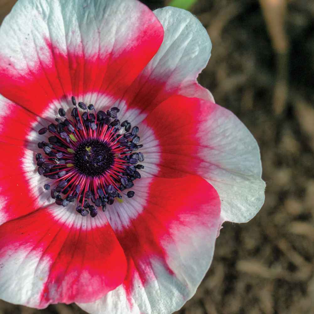 Blog | Phipps Conservatory and Botanical Gardens | Pittsburgh PA