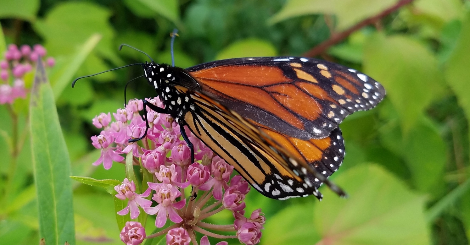 #bioPGH Blog: Monarchs in Winter | Phipps Conservatory and Botanical ...