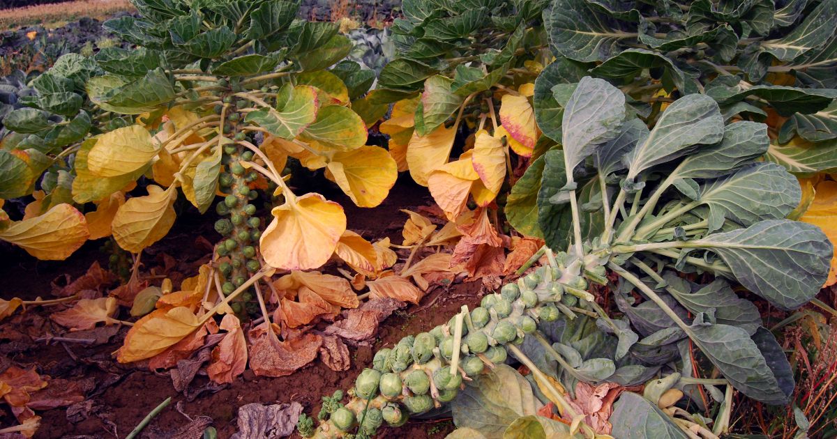 #bioPGH Blog: Brassica Vegetables | Phipps Conservatory and Botanical ...