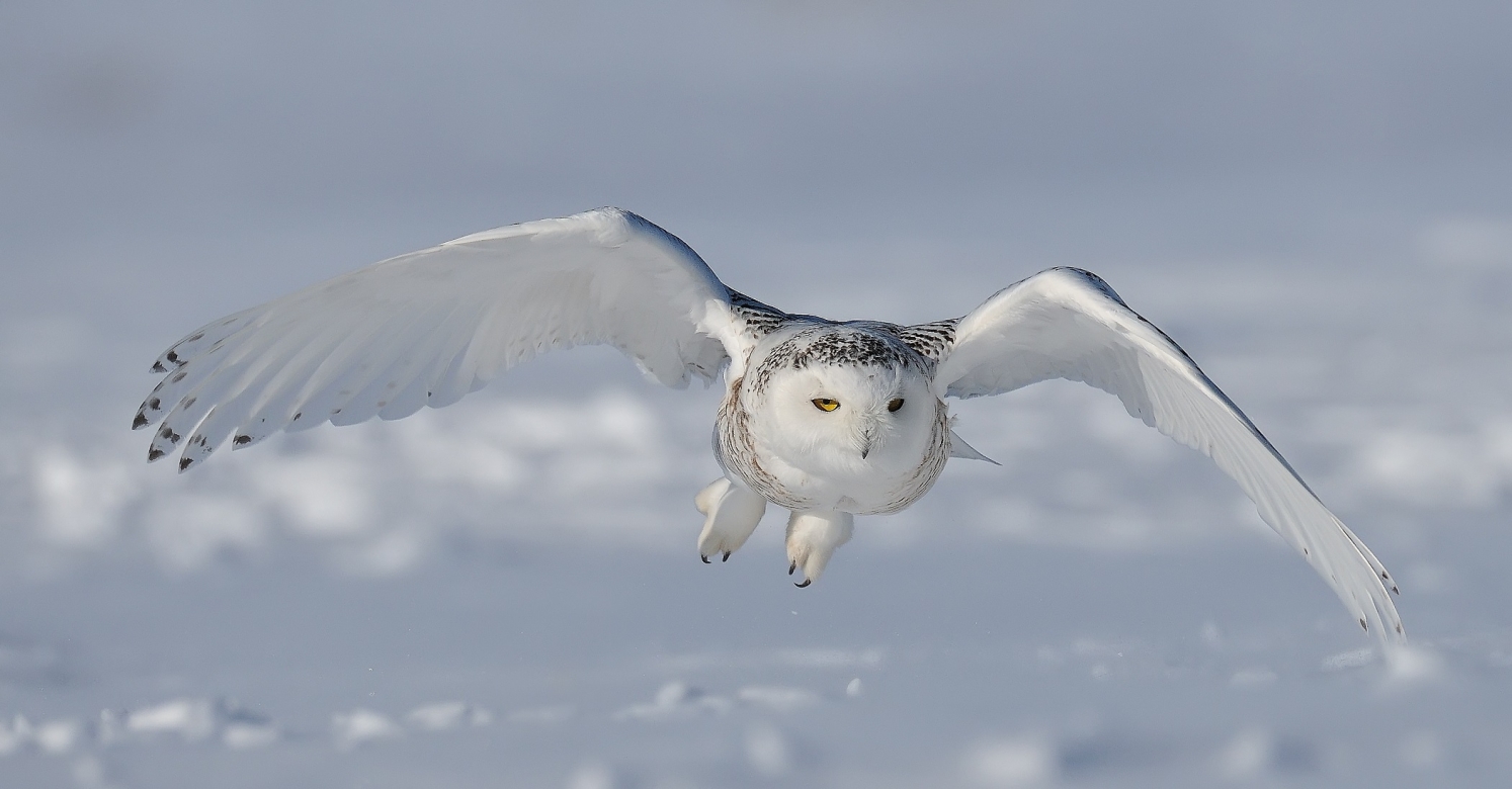 #bioPGH Blog: When Snow Birds Come to Visit | Phipps Conservatory and ...