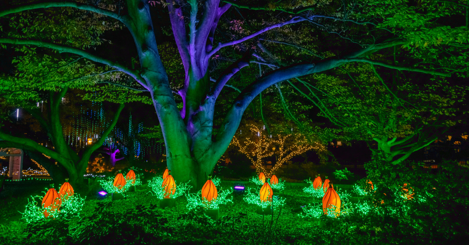 This Week at Phipps: Dec. 18 – 23 | Phipps Conservatory and Botanical ...