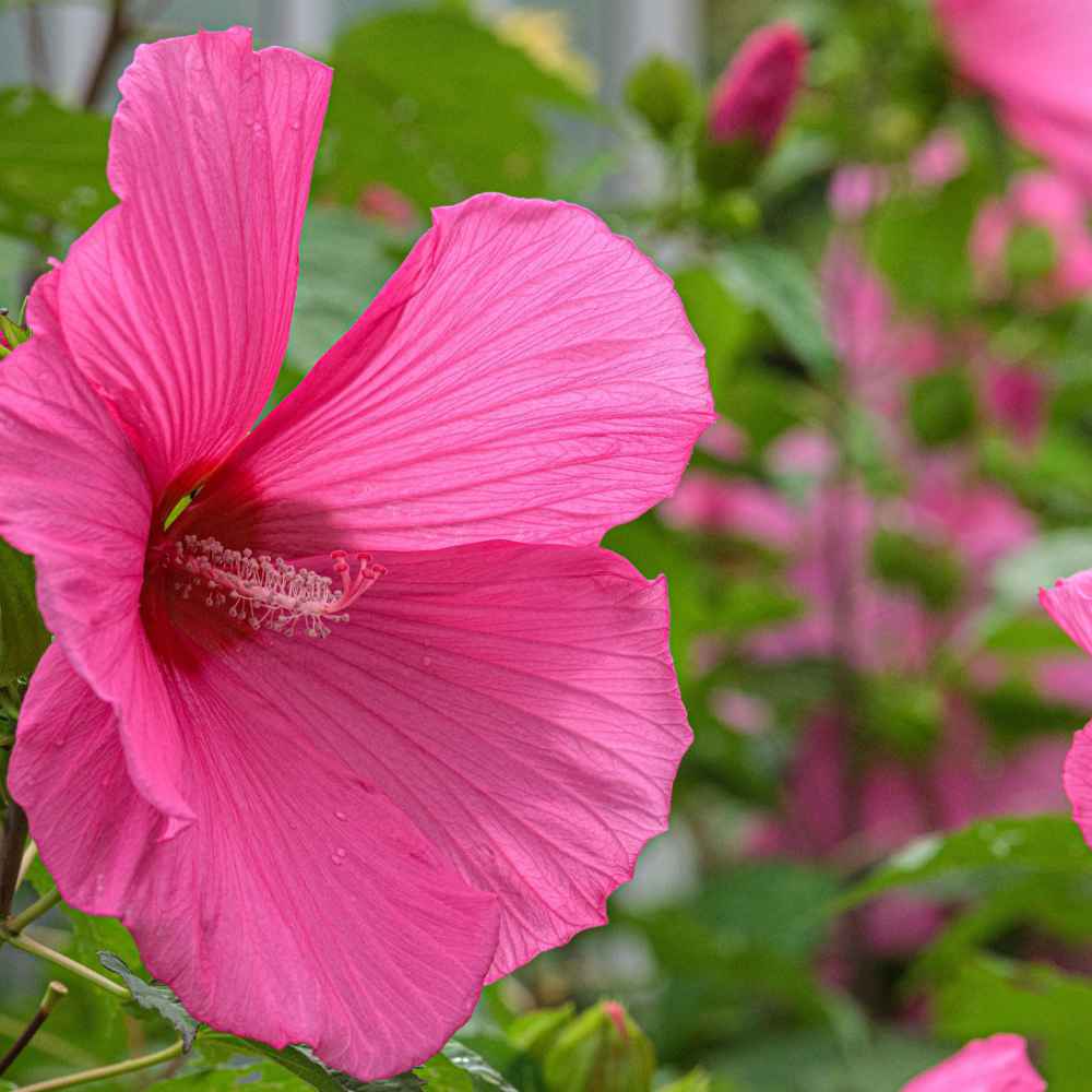 Blog | Phipps Conservatory and Botanical Gardens | Pittsburgh PA