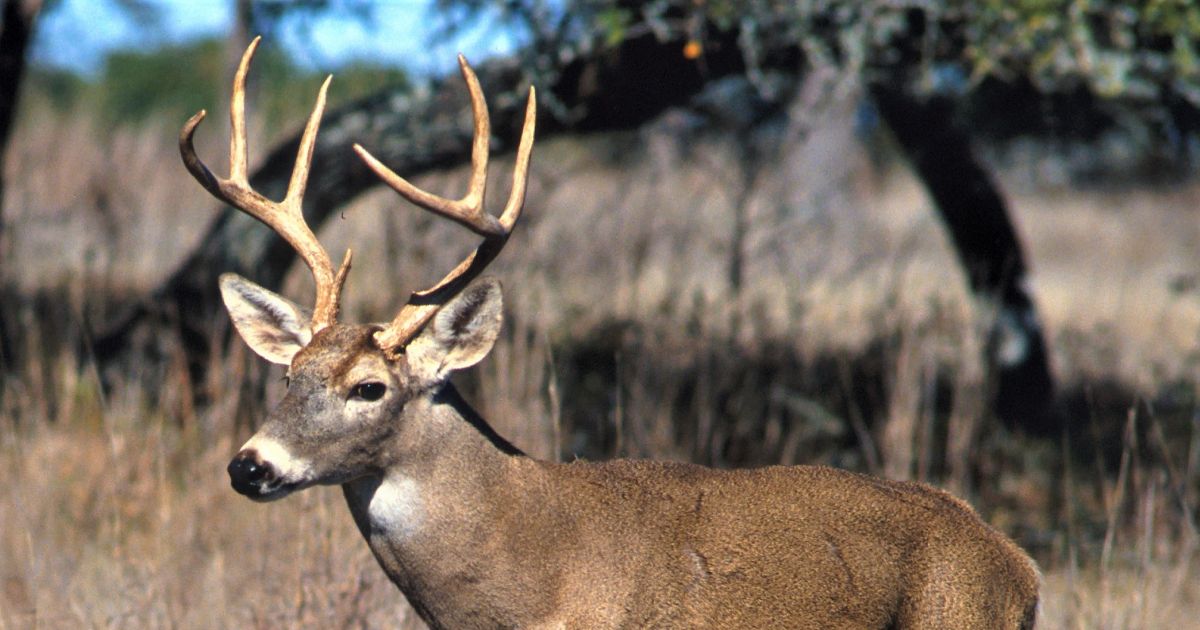 #bioPGH: All About Antlers | Phipps Conservatory and Botanical Gardens ...