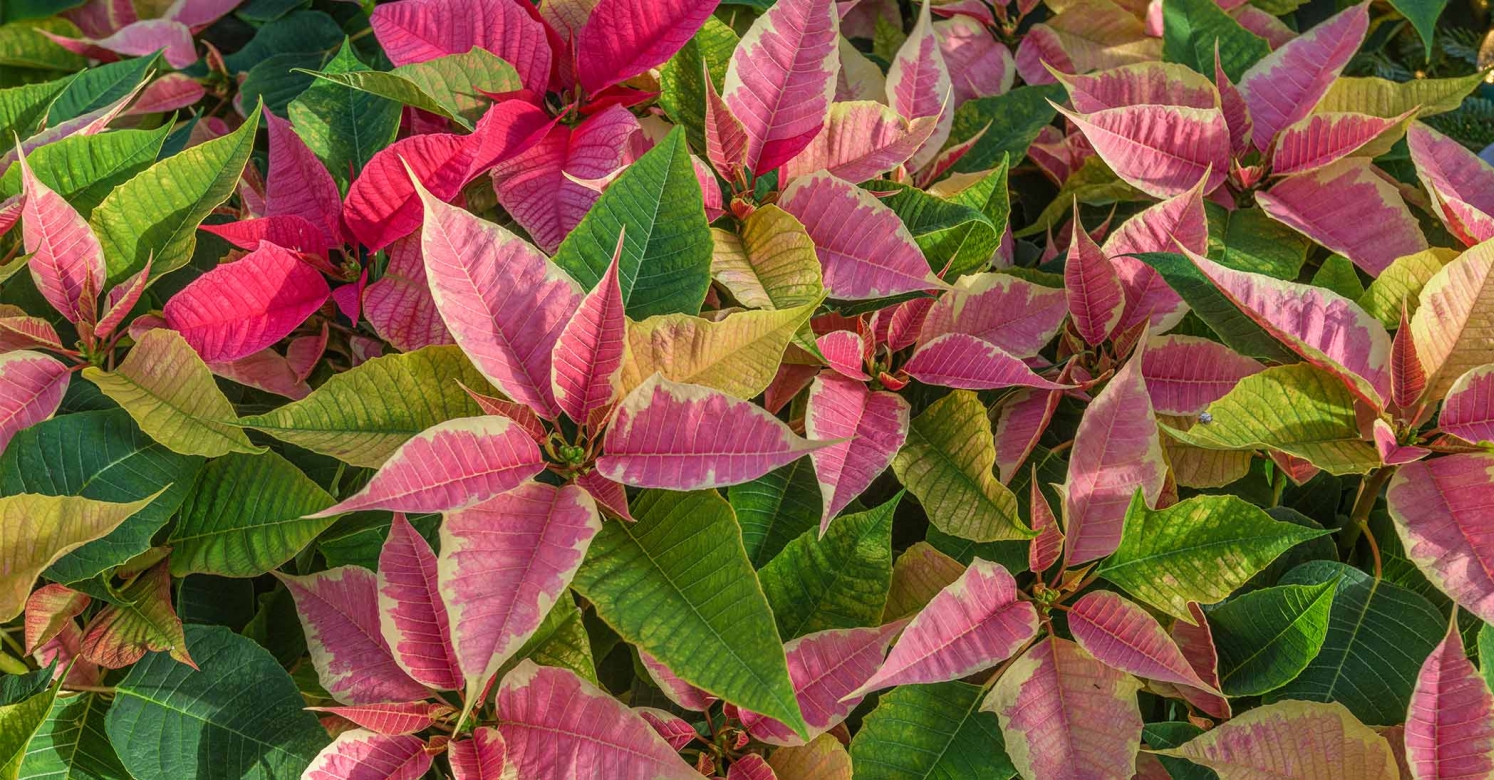 Ask Dr. Phipps: Poinsettia Problems | Phipps Conservatory and Botanical ...
