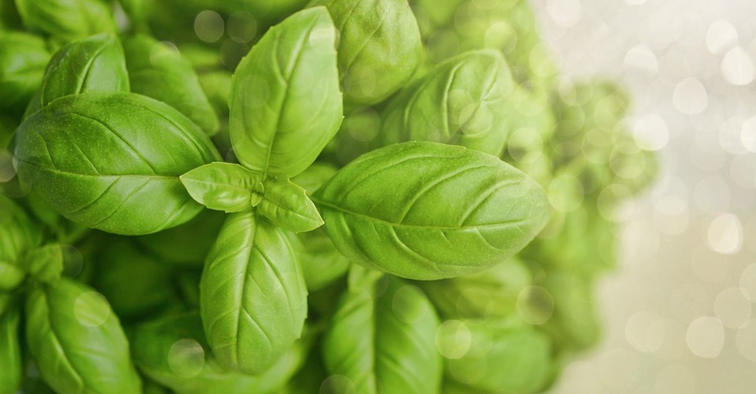 basil leaf use