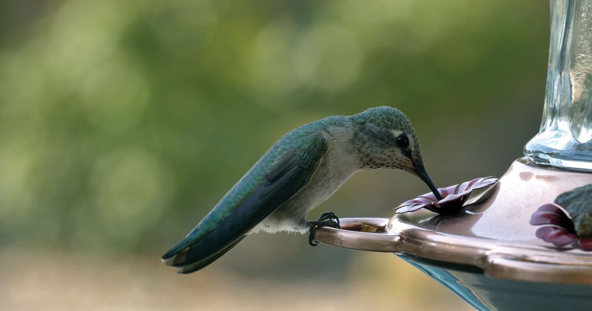 #bioPGH Blog: Pollinator Adaptations | Phipps Conservatory and ...