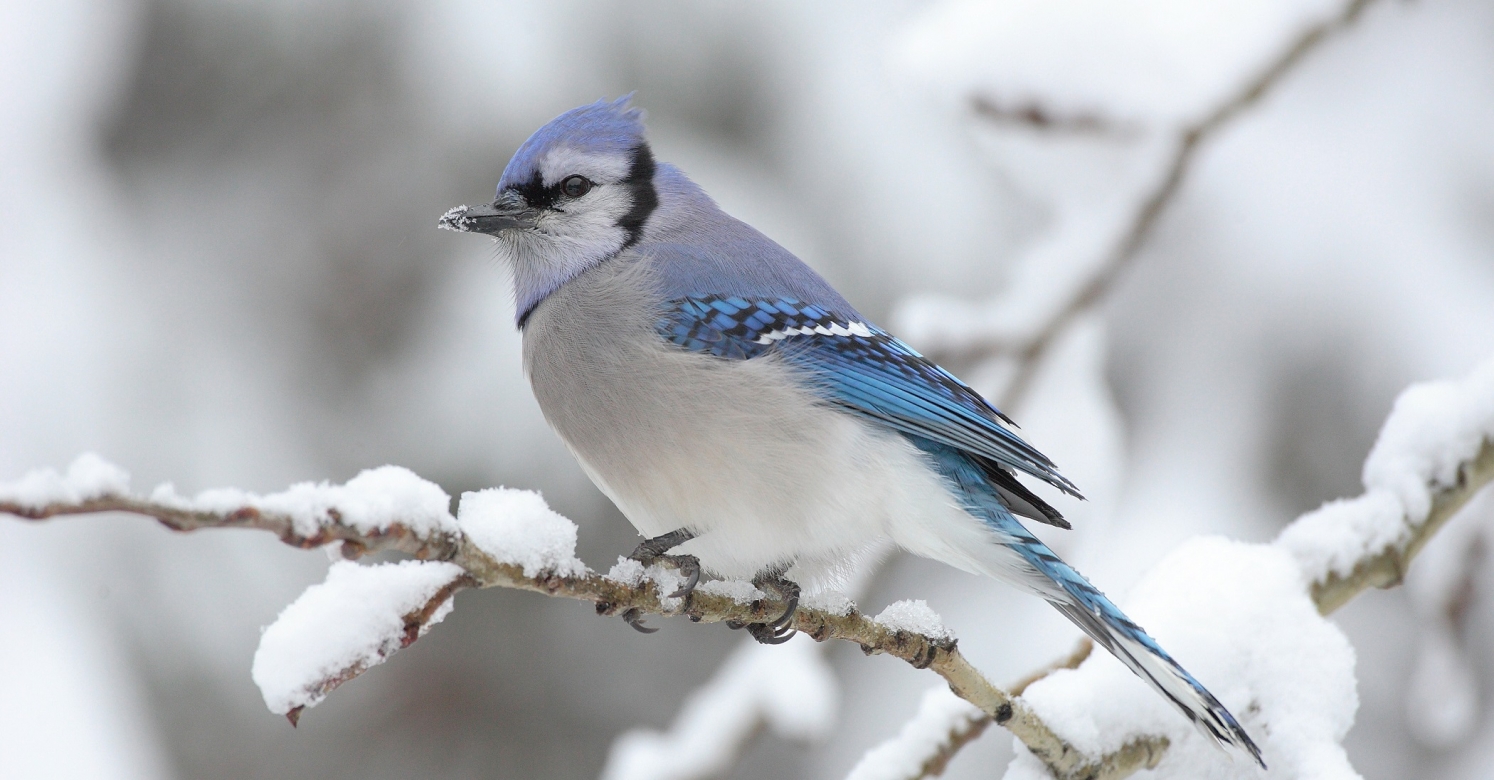 #bioPGH Blog: Blue Jays the Tricksters! | Phipps Conservatory and ...