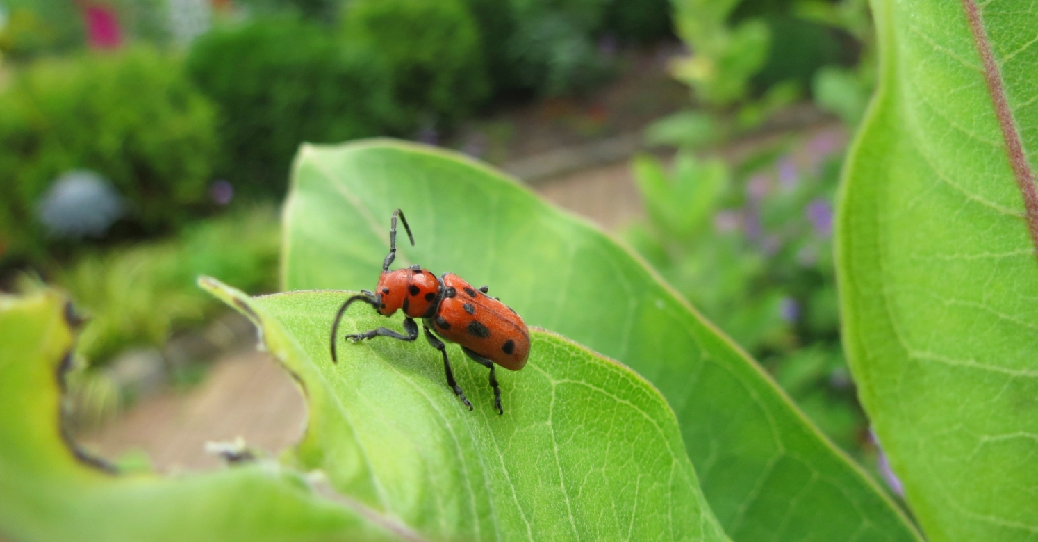 Greener Gardening: Sustainable Insect Control | Phipps Conservatory and ...