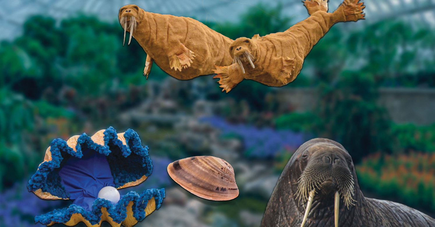 Under the Sea Creations and FINspirations: Clam and Walrus Wonders ...