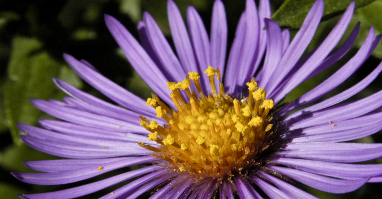 Purple Aster Wildflower
