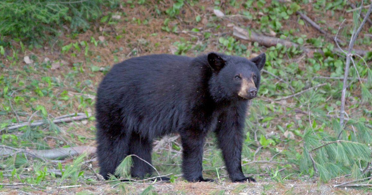 #bioPGH Blog: Drowsy December: Hibernation, Acorns and Bears, Oh My ...