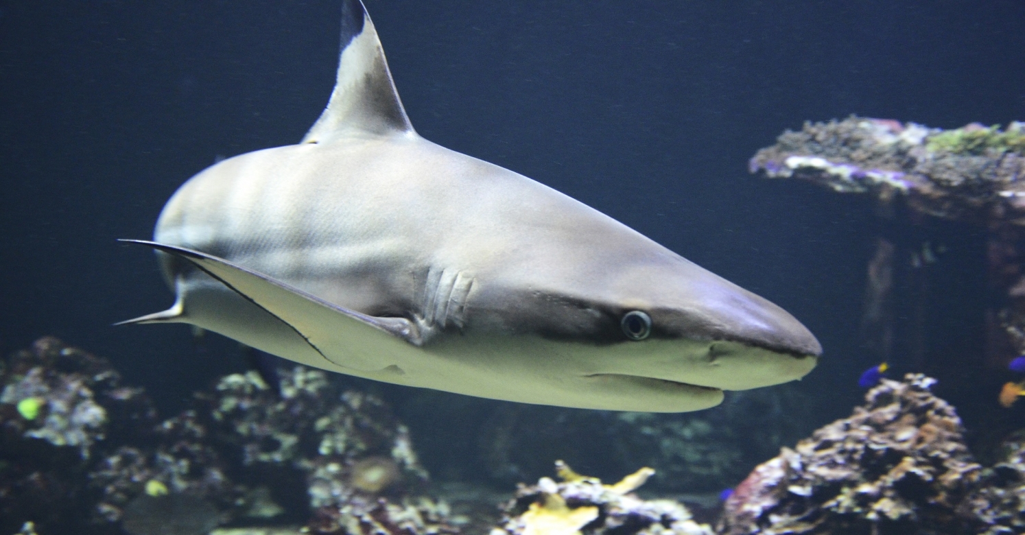 #bioPGH Blog: A Pennsylvania Nod to Shark Week | Phipps Conservatory ...