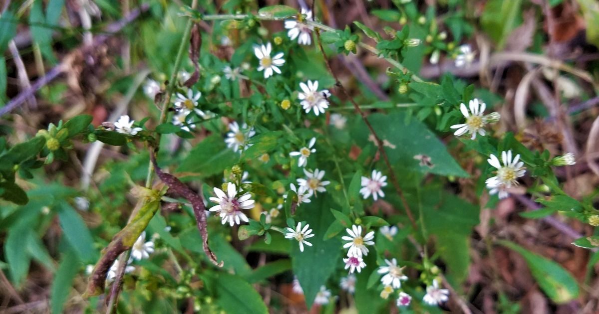 calico aster