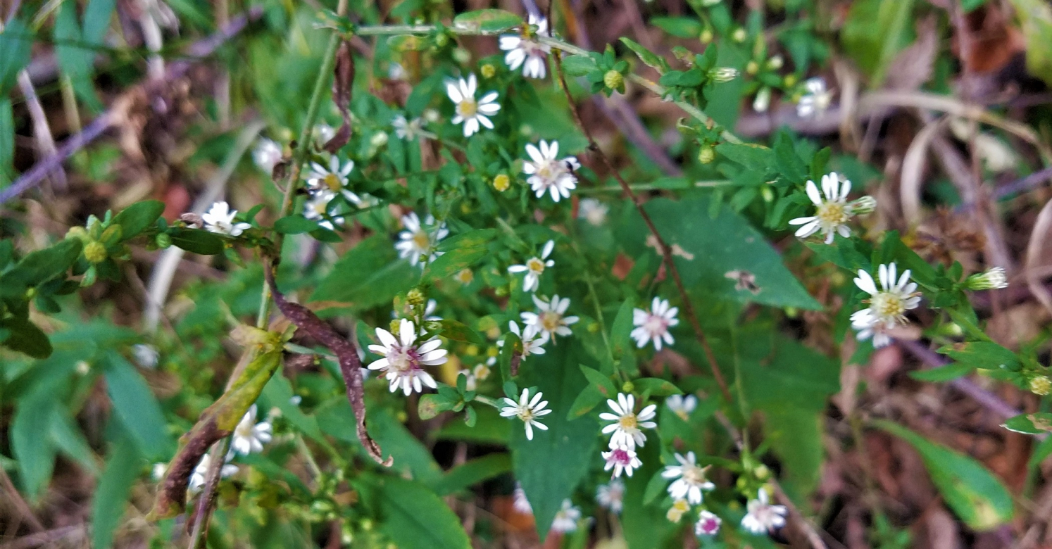 calico aster native range