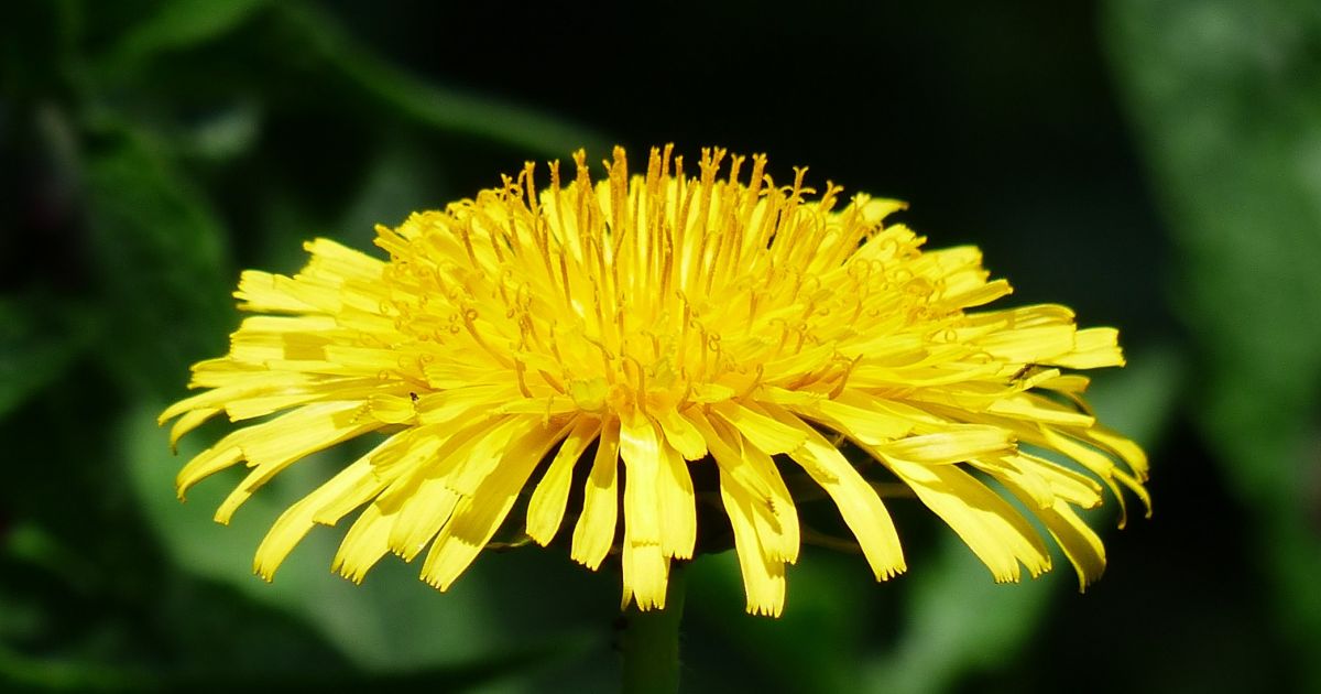 #bioPGH Blog: Coltsfoot or Dandelion? | Phipps Conservatory and ...
