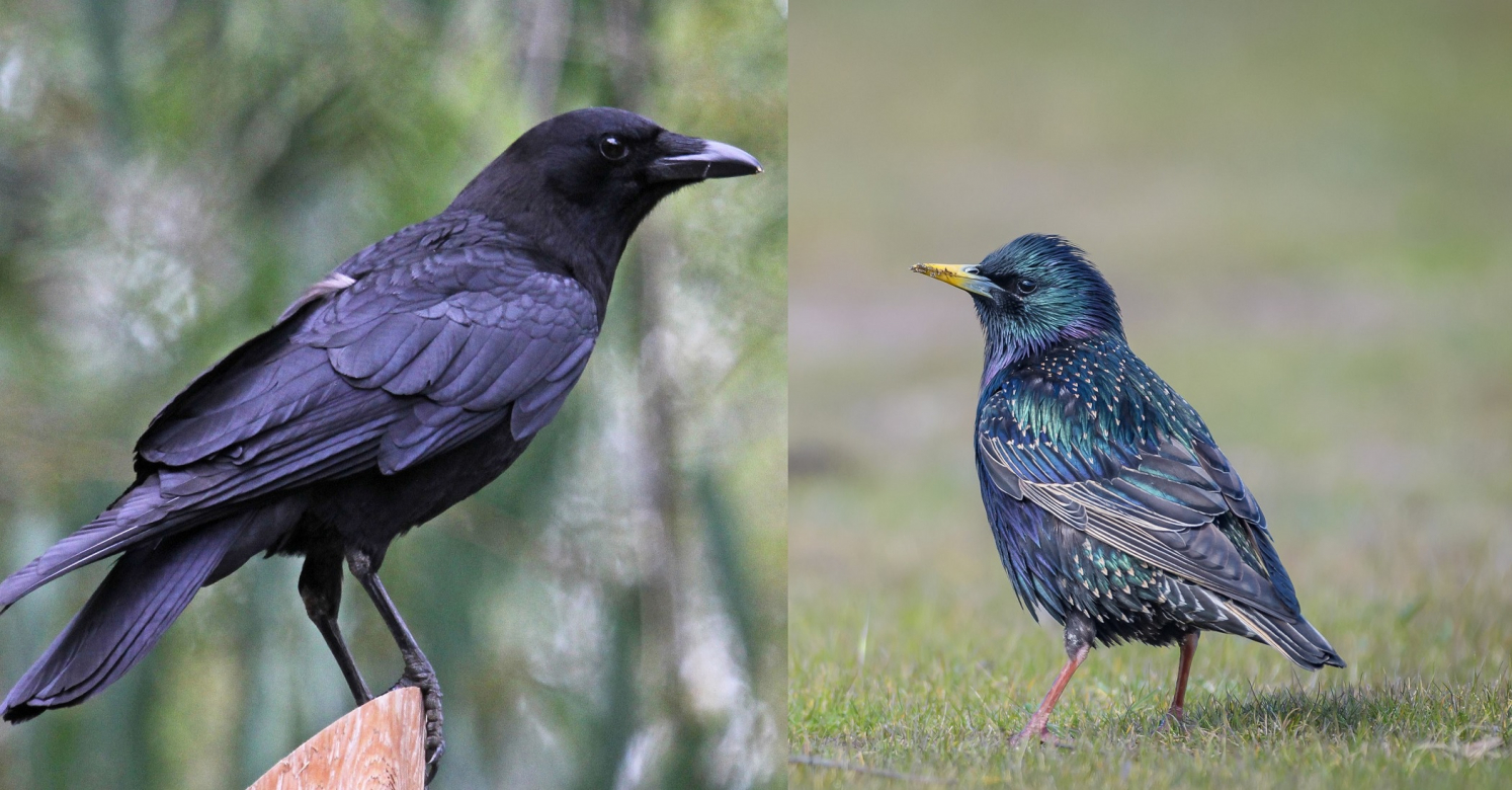 #bioPGH Blog: Feathered Copycats | Phipps Conservatory and Botanical ...