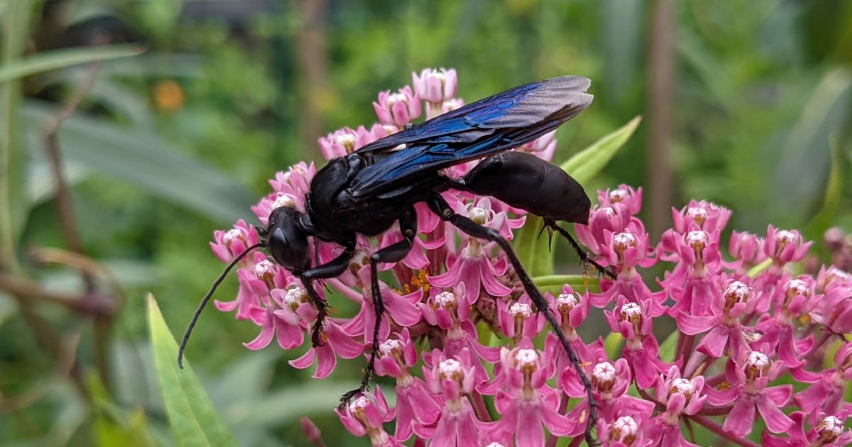 Sphex Pensylvanicus Wasp
