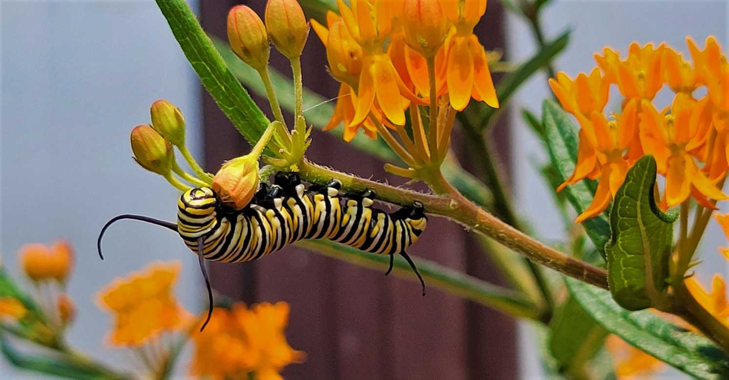 Monarch Butterfly Milkweed
