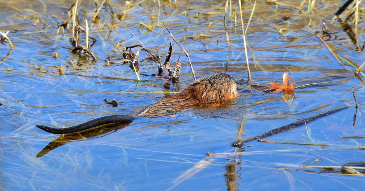 muskrat