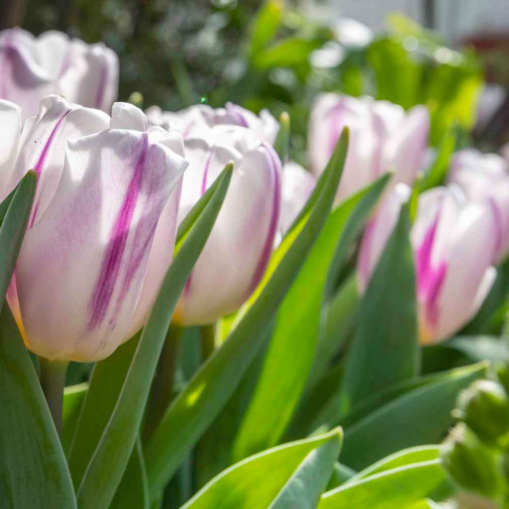 Blog | Phipps Conservatory and Botanical Gardens | Pittsburgh PA