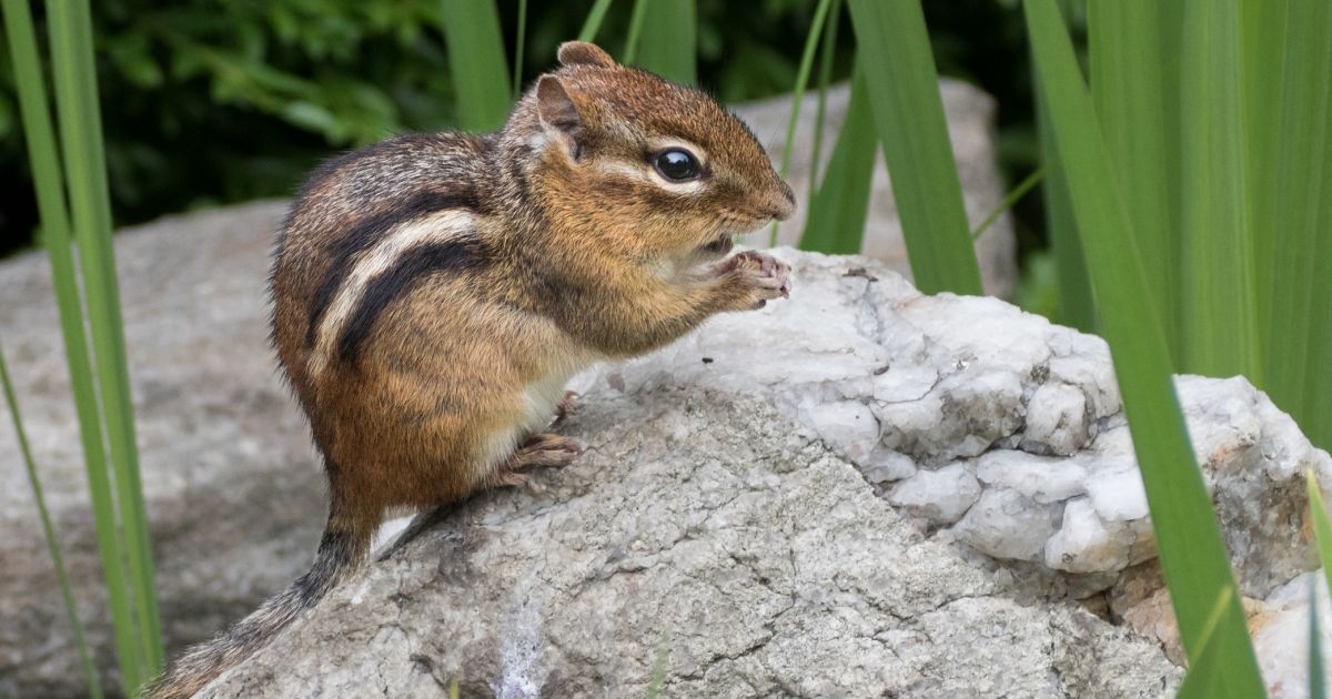 Eastern Chipmunk Burrow