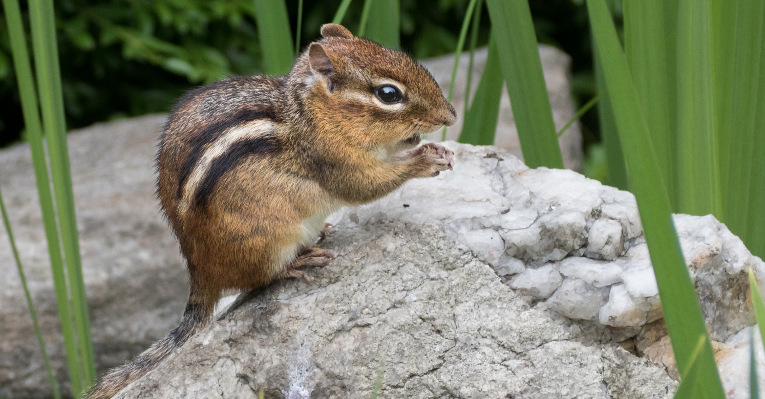#bioPGH Blog: Chipmunks | Phipps Conservatory and Botanical Gardens ...