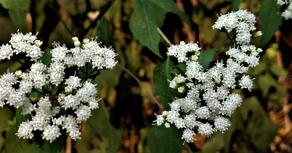 White Snakeroot