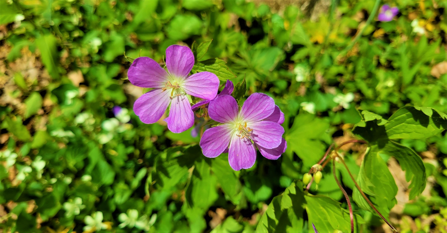 wild spring flowers