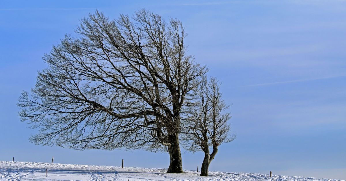 #bioPGH Blog: Wind Chill | Phipps Conservatory and Botanical Gardens ...