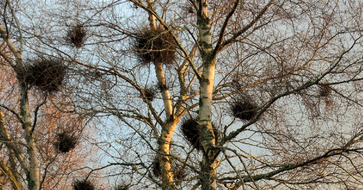 #bioPGH Blog: Witch's Broom | Phipps Conservatory and Botanical Gardens ...