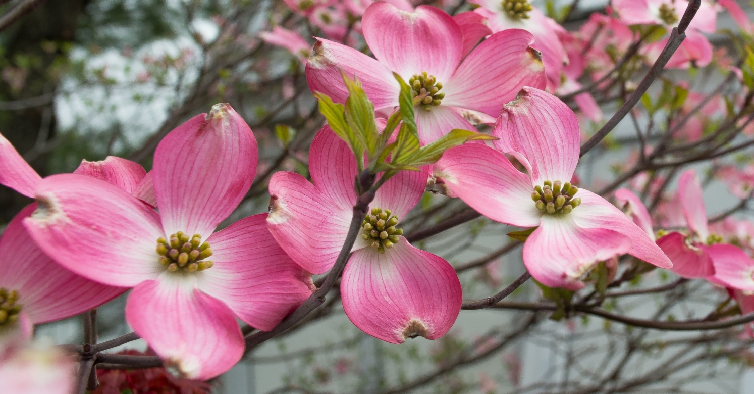 What Is The Story Behind The Dogwood Tree