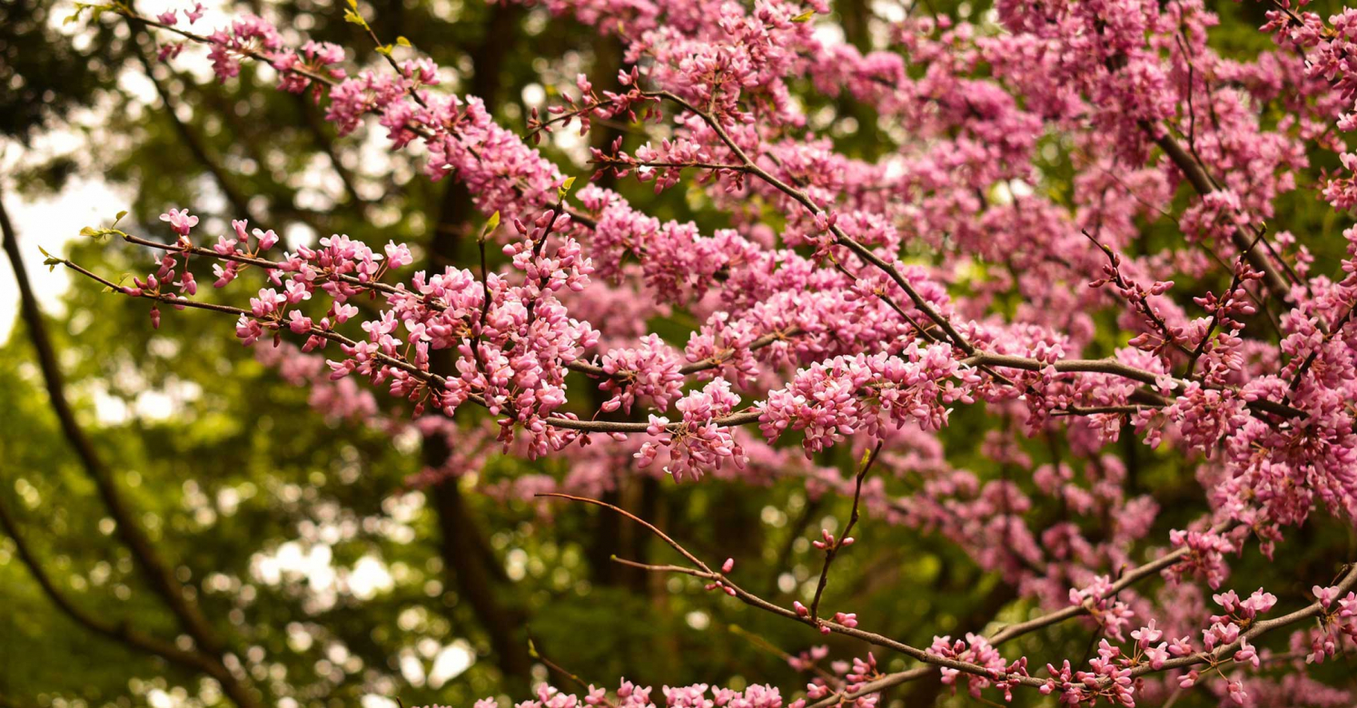 Pittsburgh In Spring