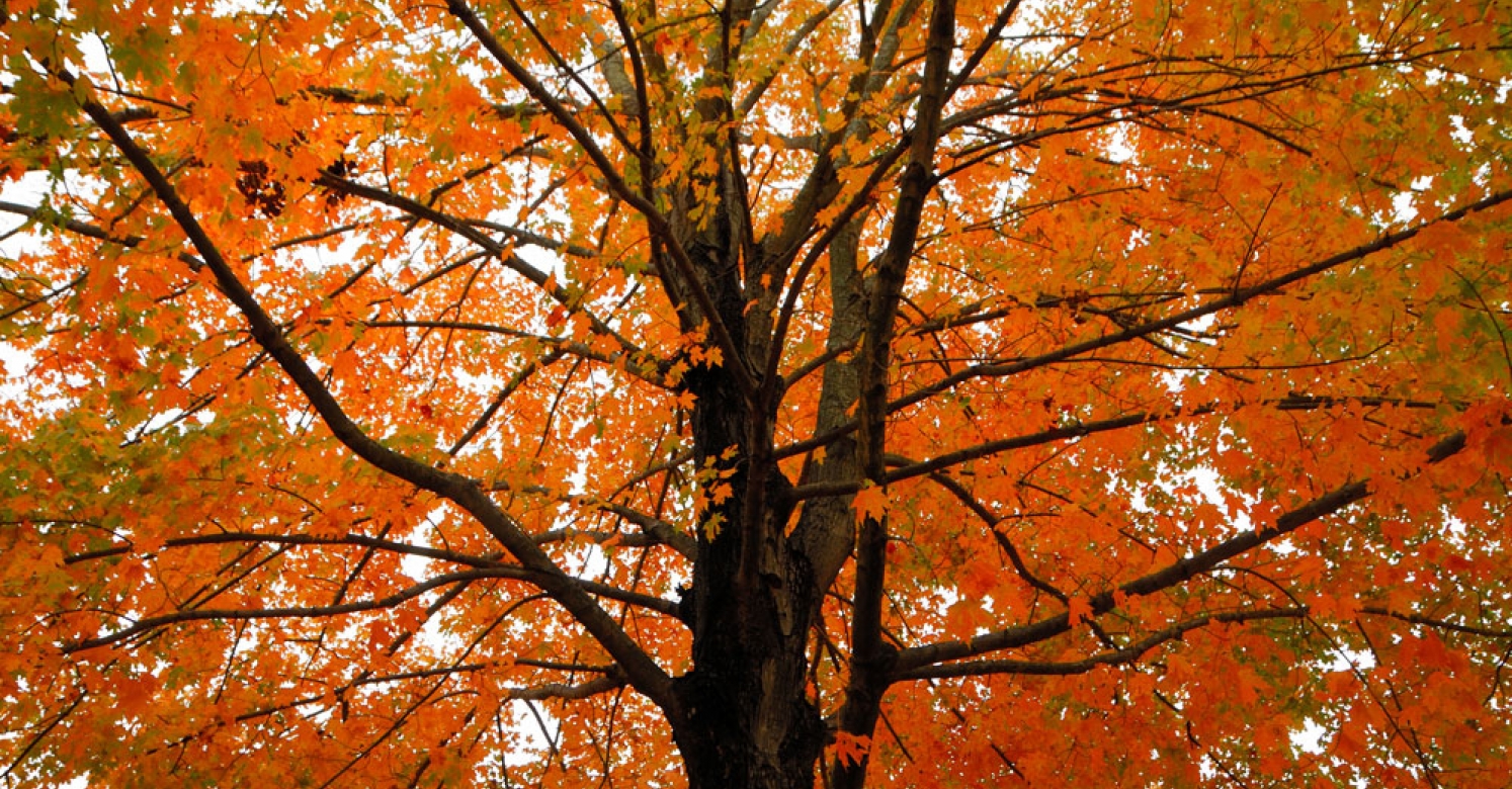 Leaf Color Wheel Activity | Phipps Conservatory and Botanical Gardens ...