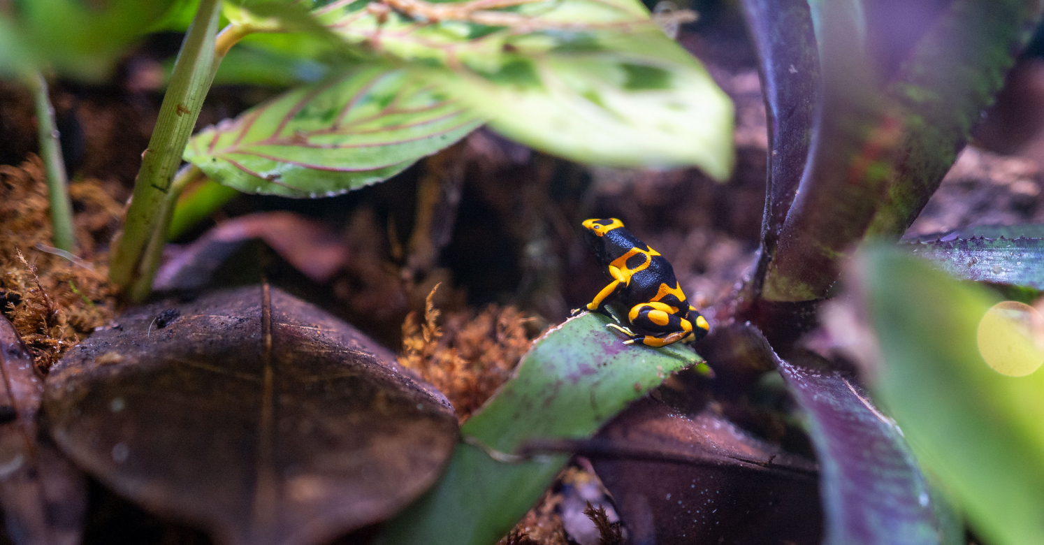 Animals of Tropical Forest Panama | Phipps Conservatory and Botanical ...