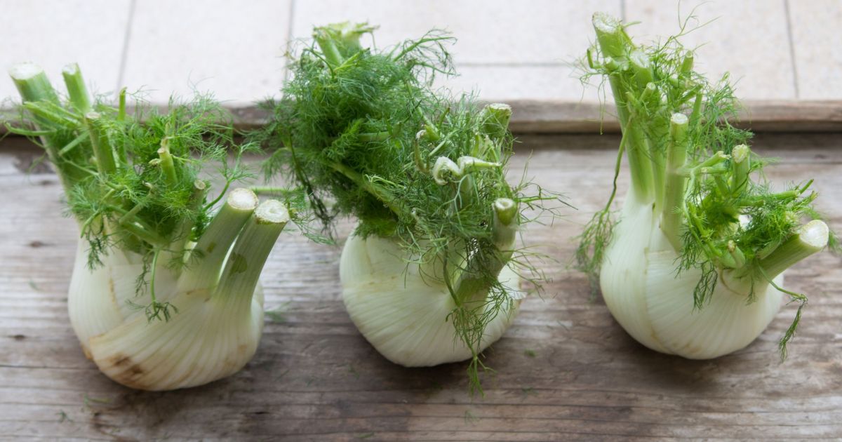 fennel drooping