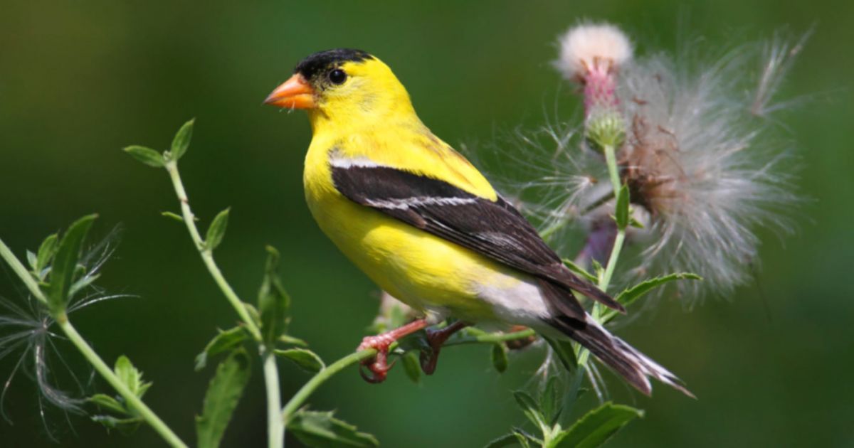 #bioPGH Blog: Goldfinches | Phipps Conservatory and Botanical Gardens ... #bioPGH Blog: Goldfinches | Phipps Conservatory and Botanical Gardens ...