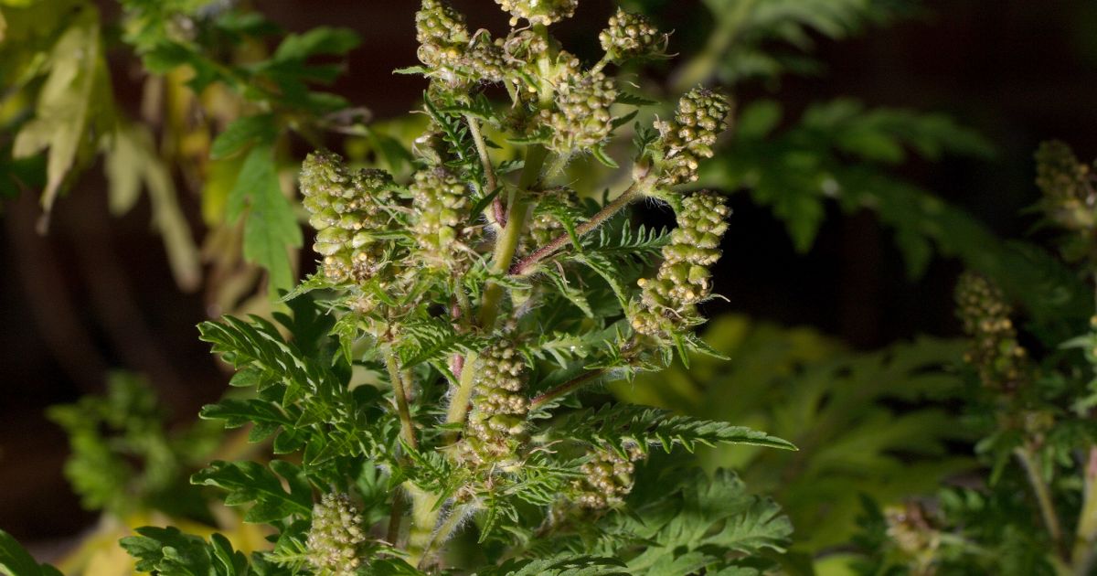 #bioPGH Blog: Ragweed | Phipps Conservatory and Botanical Gardens ...