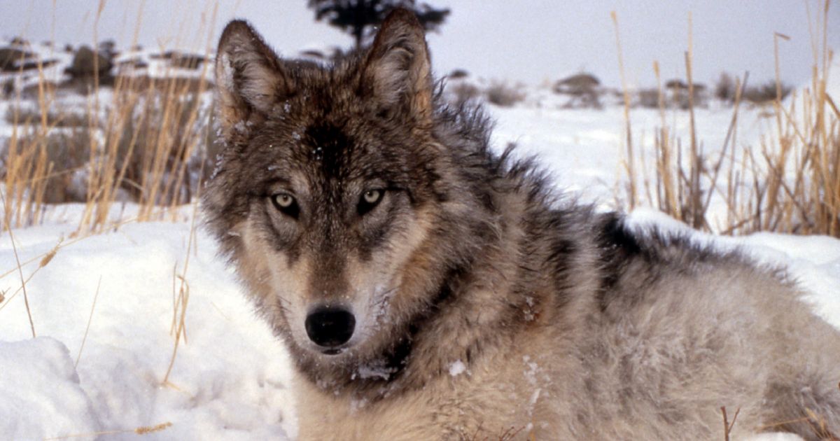 #bioPGH Blog: Dire Wolf Dilemma | Phipps Conservatory and Botanical ...