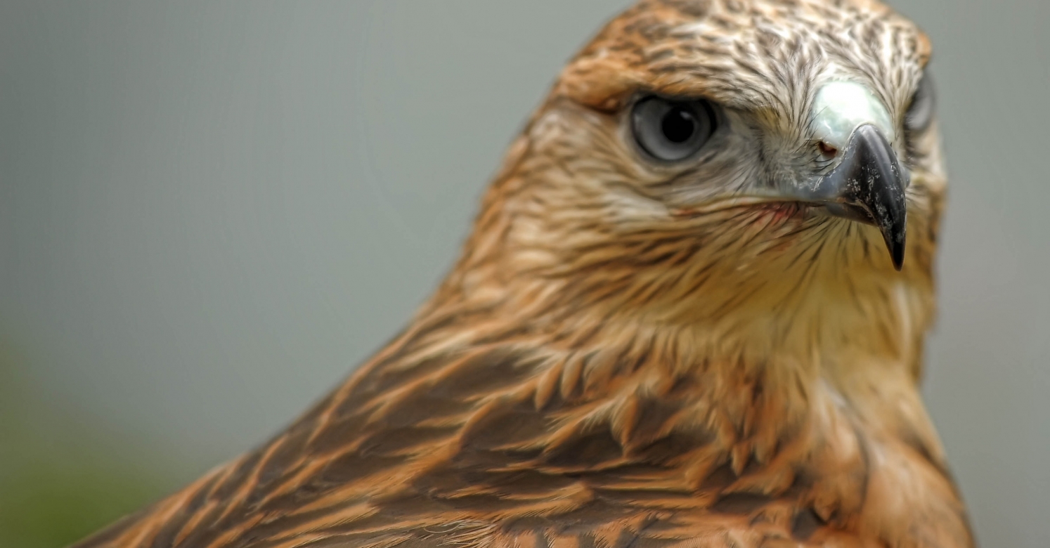 #bioPGH Blog: Raptors | Phipps Conservatory and Botanical Gardens ...