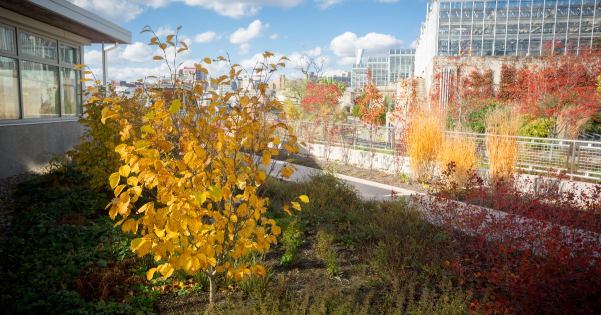 #bioPGH Blog: Witch Hazel | Phipps Conservatory and Botanical Gardens ...