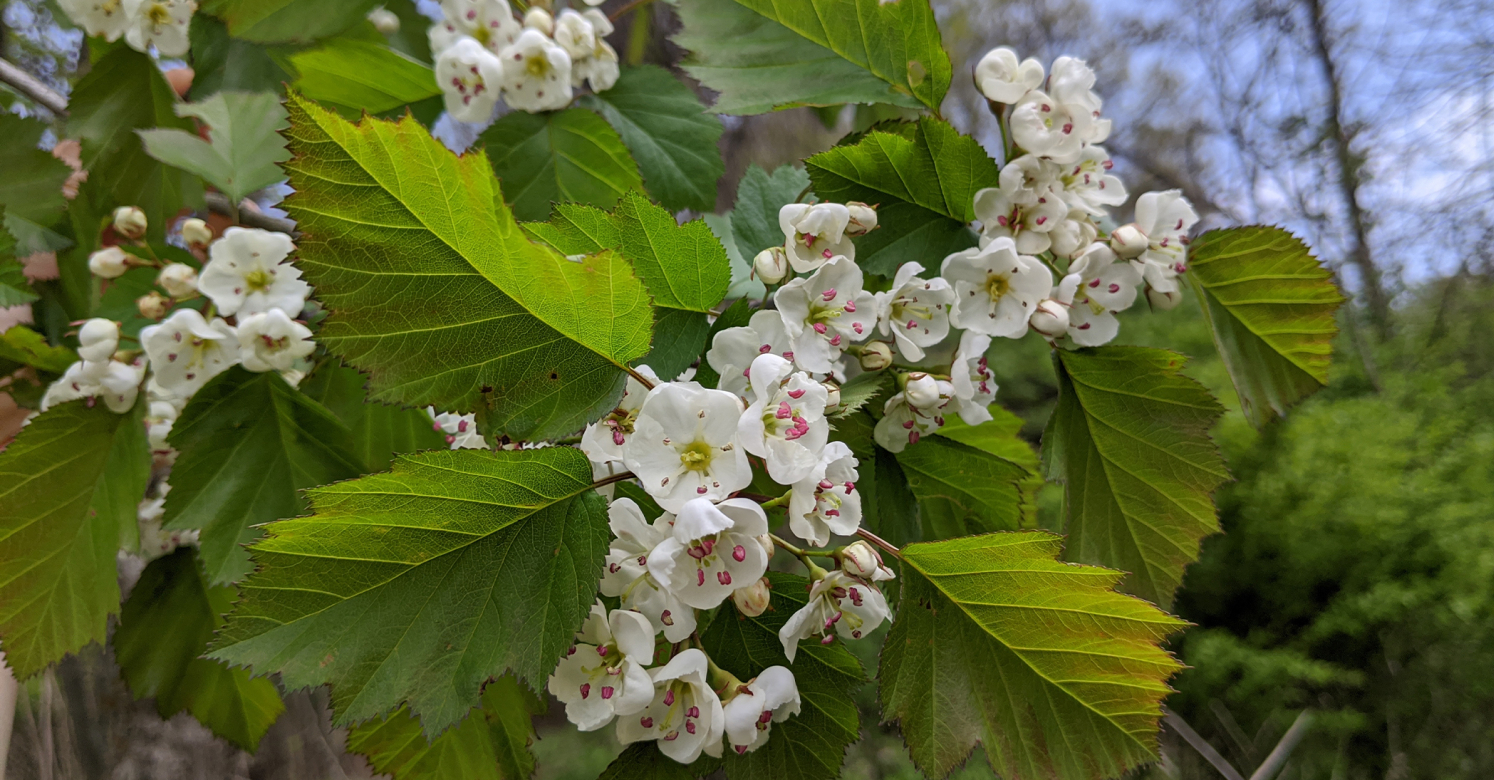 Pittsburgh In Spring