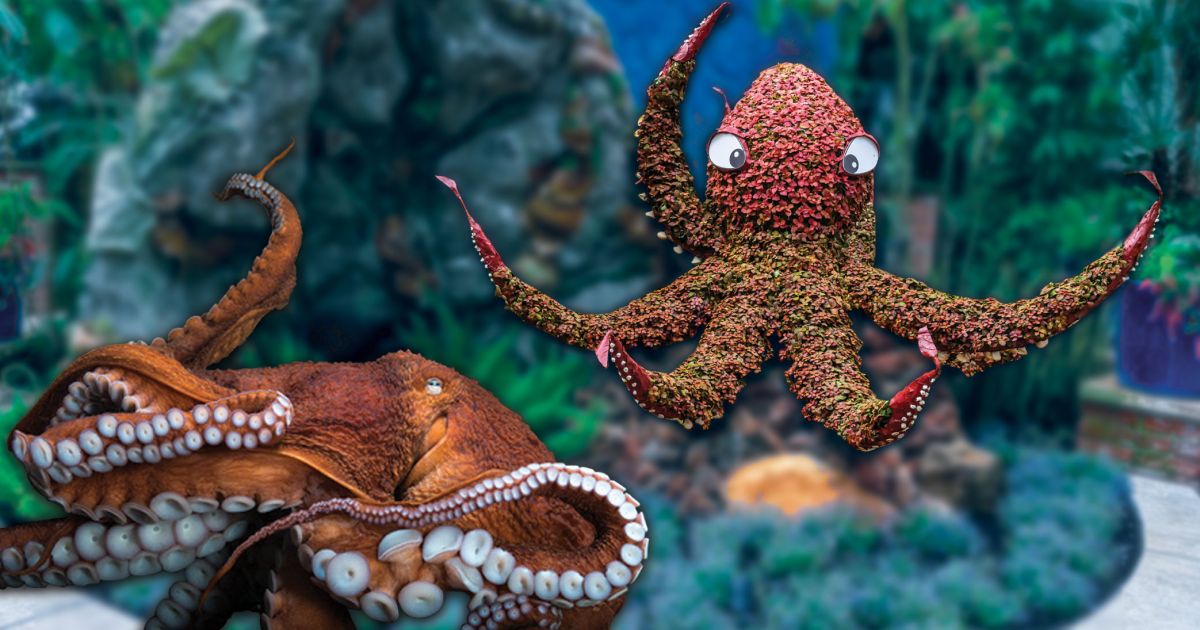 Under the Sea Creations and FINspirations: All About Octopi | Phipps ...