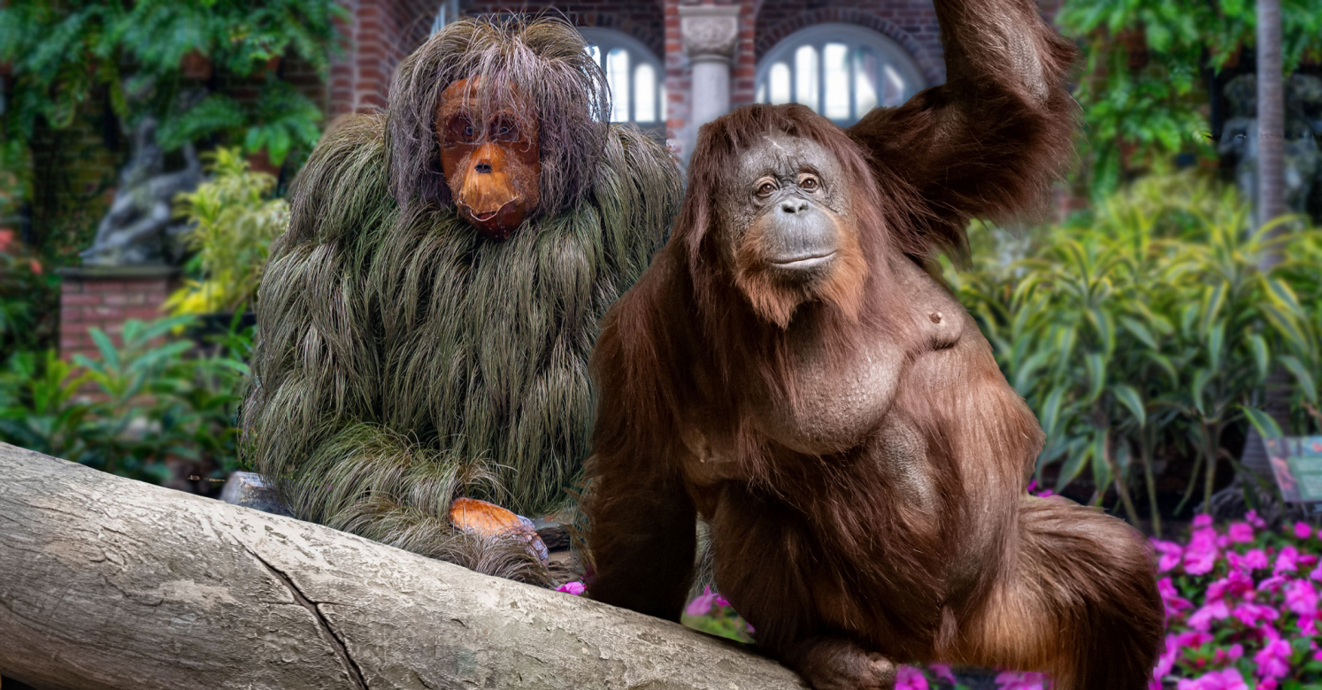 Jungle Creatures and Fantastic Features: Orangutans | Phipps ...
