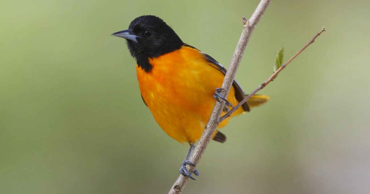 baltimore oriole nesting range